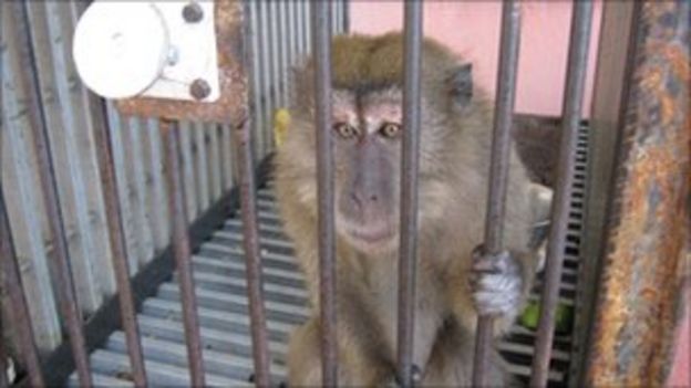 Stowaway monkey on container ship bound for Felixstowe - BBC News