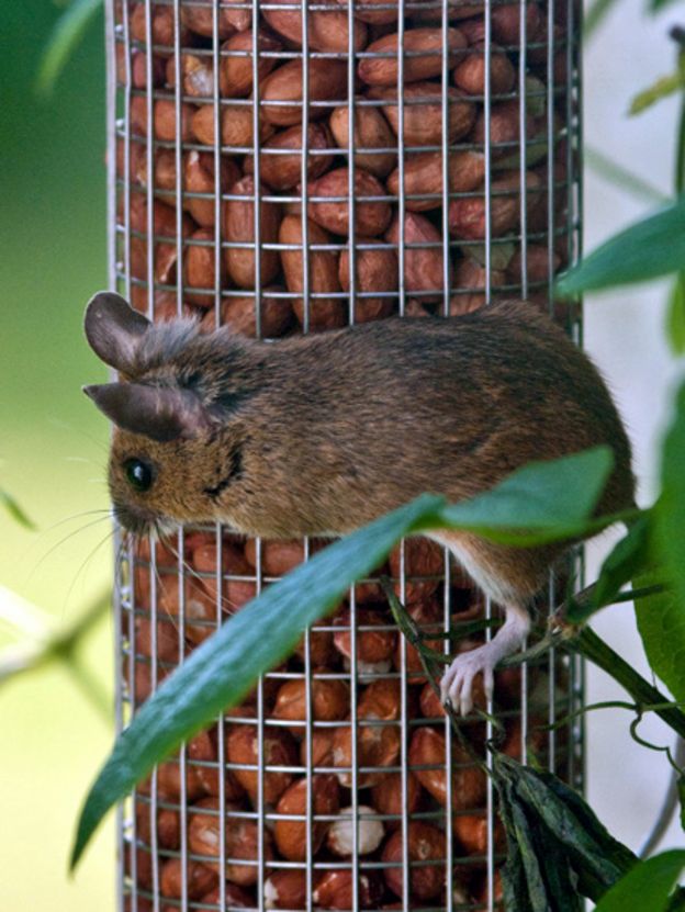 Your Pictures of Scotland: 10 - 17 June - BBC News