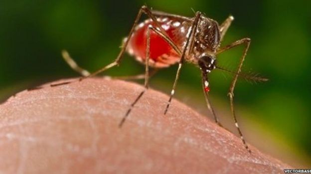 Scientists to sequence thousands of insect genomes - BBC News