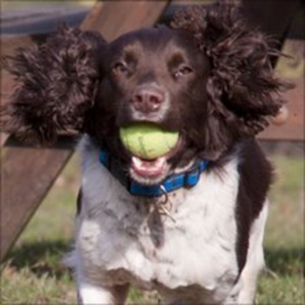 Springer Jerry joins Lancashire Police drugs team - BBC News
