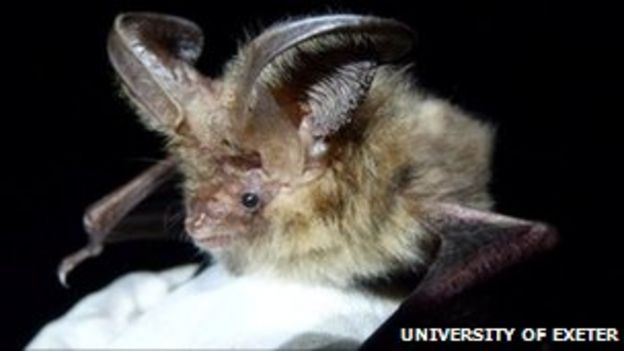 Rare brown long-eared bats found on Isles of Scilly - BBC News