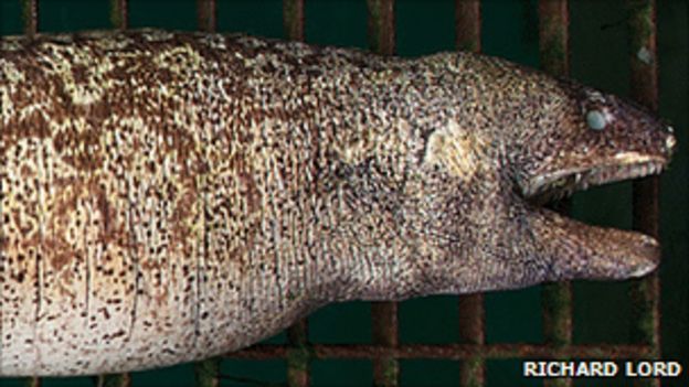 Rare European Moray eel discovered in Guernsey harbour - BBC News