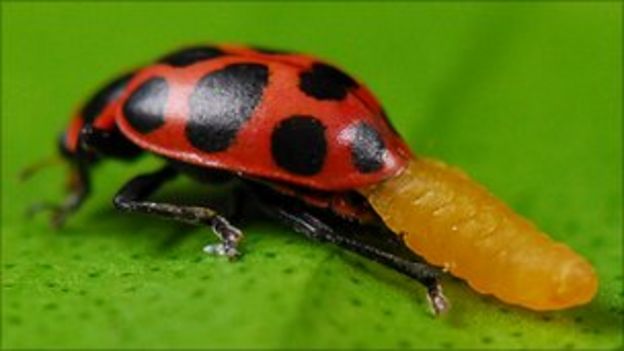 Ladybird made into 'zombie' bodyguard by parasitic wasp - BBC News