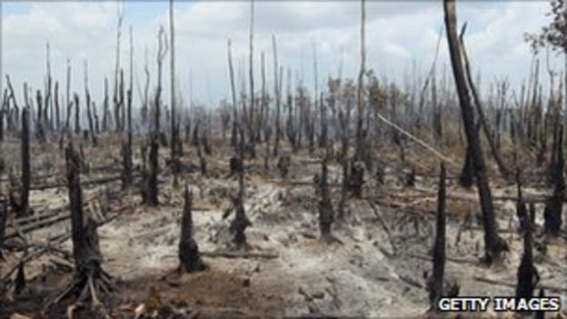 Wildfire kills two forest rangers in Florida - BBC News