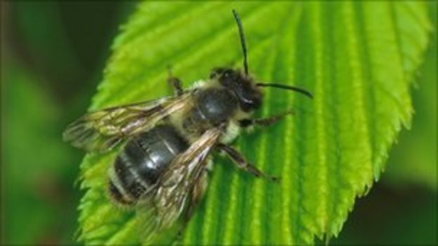 Rare bee unreported for 60 years spotted in Sheringham - BBC News