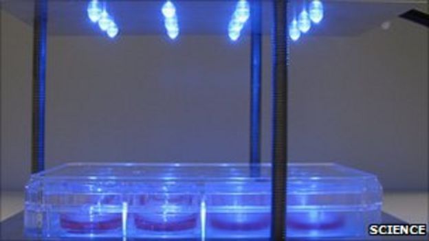 Researchers switch on genes with blue pulse - BBC News