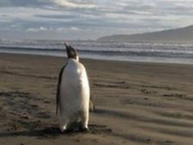Lost penguin from Antarctic treated by New Zealand vets - BBC Newsround