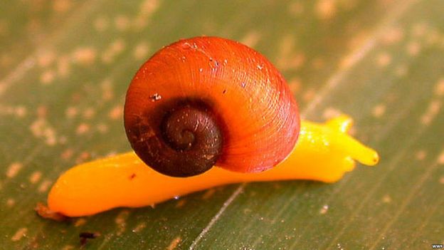 Hundreds of new species found in Papua New Guinea - BBC Newsround