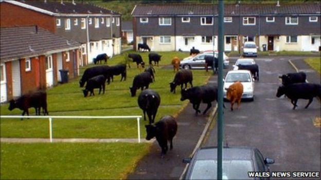 Runaway cow herd takes over Tredegar street - BBC News