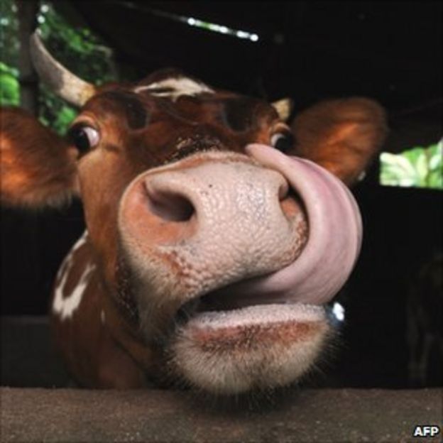 'Gas-less' kangaroo secret sniffed out - BBC News