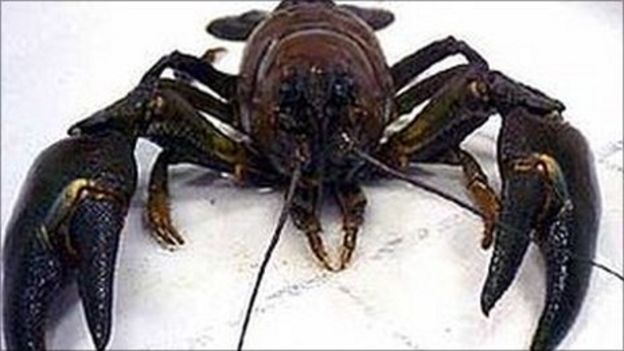 Pond at Ballachulish 'free' of invasive crayfish - BBC News