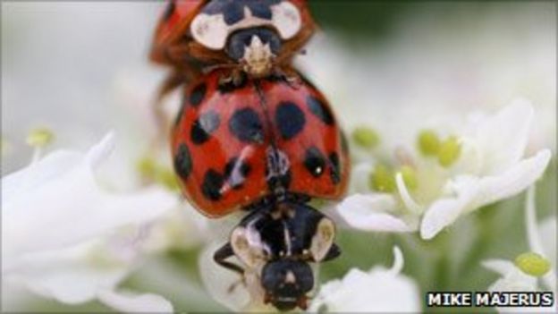 Ladybird infestations 'doubled' say Birmingham pest controllers - BBC News