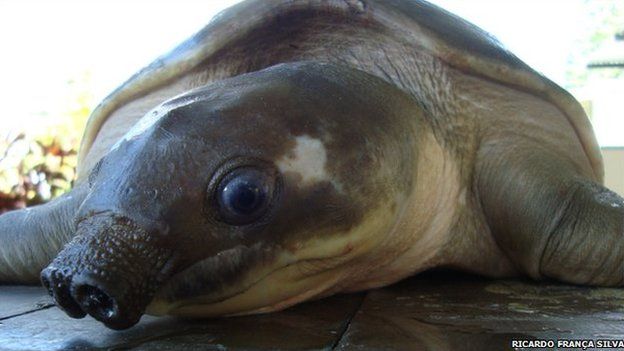 Unique pig-nosed turtles are in danger of disappearing - BBC Newsround