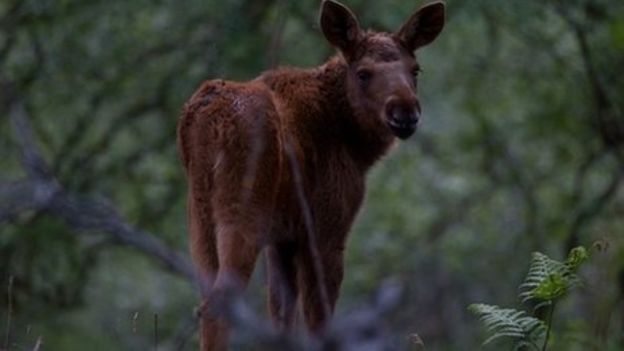 Eurasian elk: UK breeding programme begins at wildlife park - BBC News
