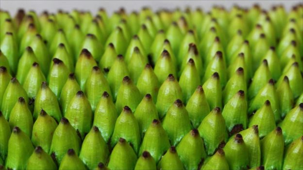Your pictures: Fruit - BBC News