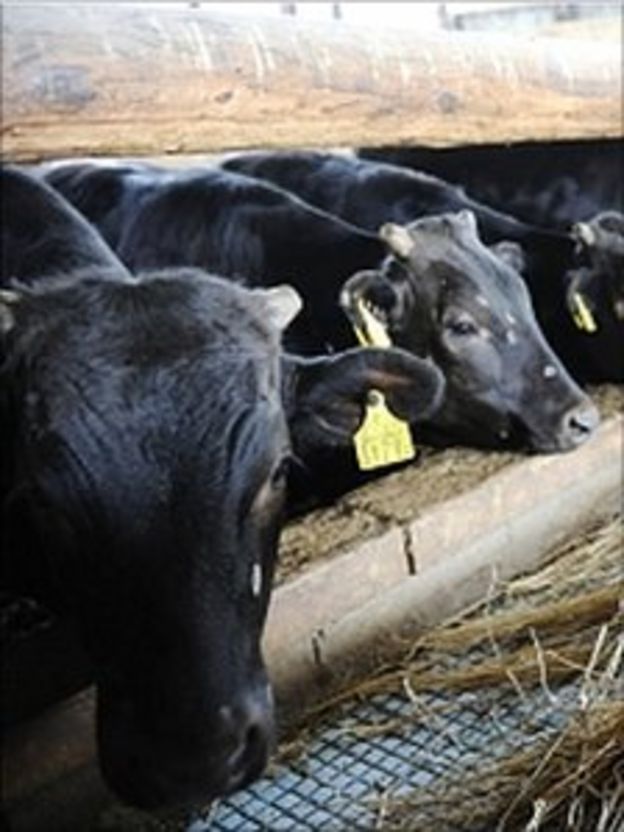 Japan bans Fukushima beef shipments - BBC News