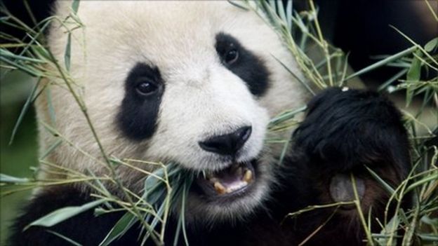 Giant pandas arrive in Edinburgh from China - BBC News