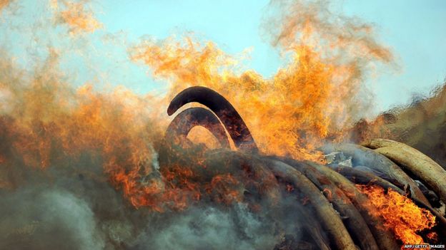 Hundreds of elephant ivory tusks burned in Kenya - BBC Newsround