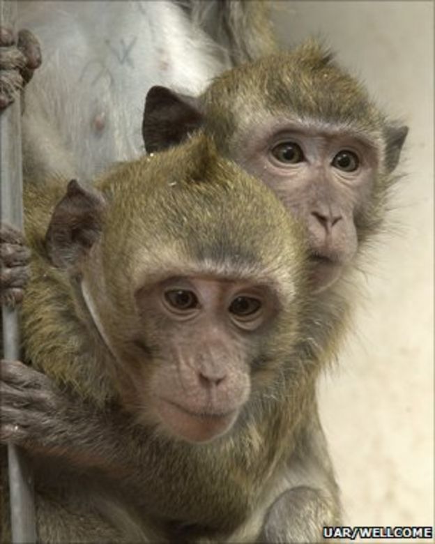 Bateson report: Monkey research can be improved - BBC News