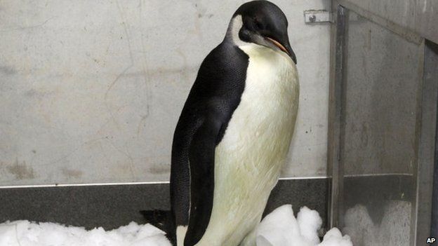 Lost penguin nearly ready to swim home to Antarctic - BBC Newsround