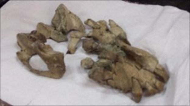 Ancient primate fossil unearthed - BBC News