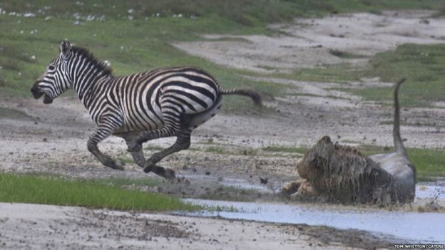 Amazing pictures: Zebra fights off a lion attack - BBC Newsround