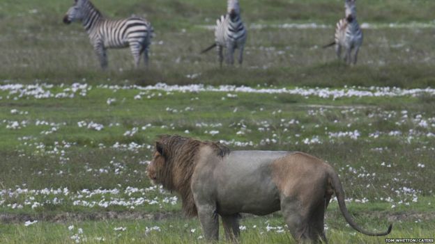 Amazing pictures: Zebra fights off a lion attack - BBC Newsround