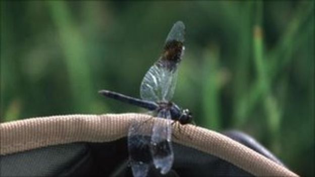 Plymouth scientists' oxygen 'key' to gigantic insects - BBC News