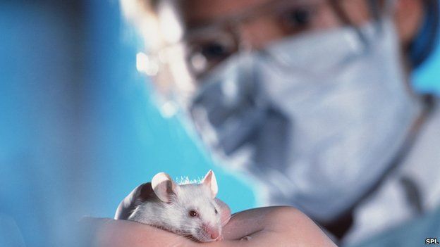 Why does animal testing happen? - BBC Newsround
