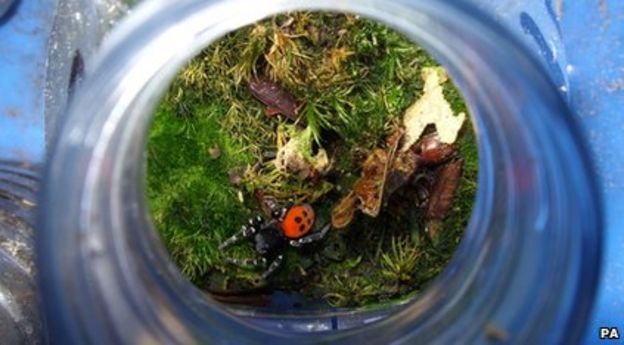 Rare ladybird spiders move home in plastic bottles - BBC Newsround