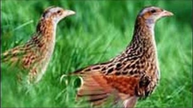 Positive signs for Rathlin Island corncrakes - BBC News