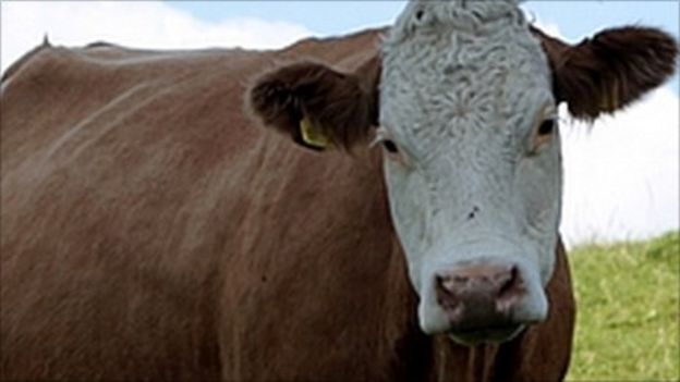 Runaway cow escapes slaughterhouse to live on Polish island - BBC News