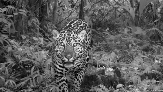 Pictures: Secrets of world's wildlife caught on camera - BBC Newsround