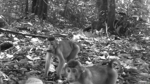 Pictures: Secrets of world's wildlife caught on camera - BBC Newsround