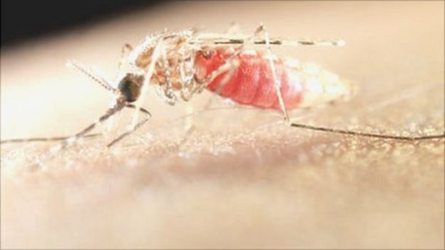 Insecticide coating effective against mosquitoes - BBC News