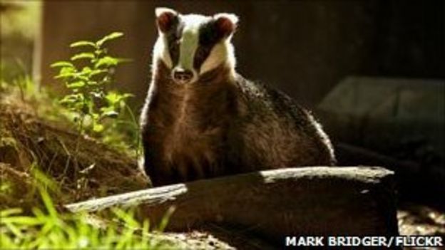 Labour launch campaign against badger cull in England - BBC News