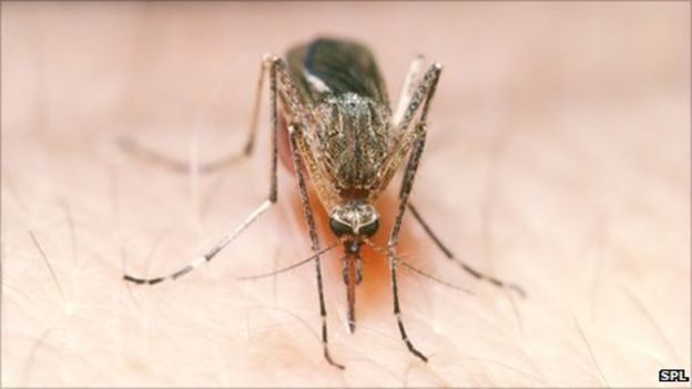 Is the mosquito menace growing in the UK? - BBC News