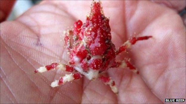 Rare Columbus crabs from Bermuda wash up in Cornwall - BBC News