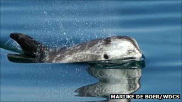 Risso's dolphin sighted off coast of Cornwall - BBC News