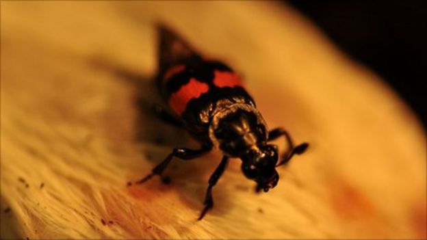 Insects use antibacterial secretions to protect young - BBC News