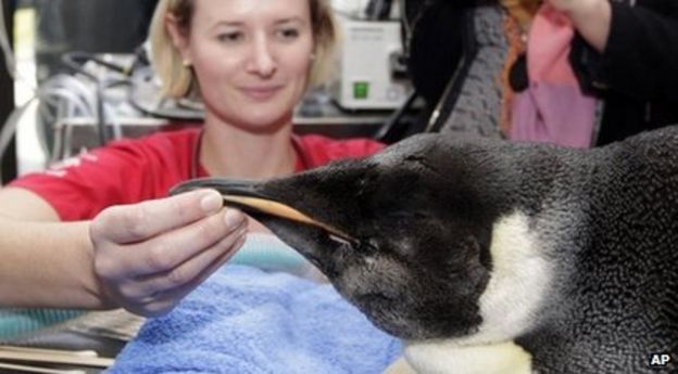 Lost penguin starts journey home to the Antarctic - BBC Newsround