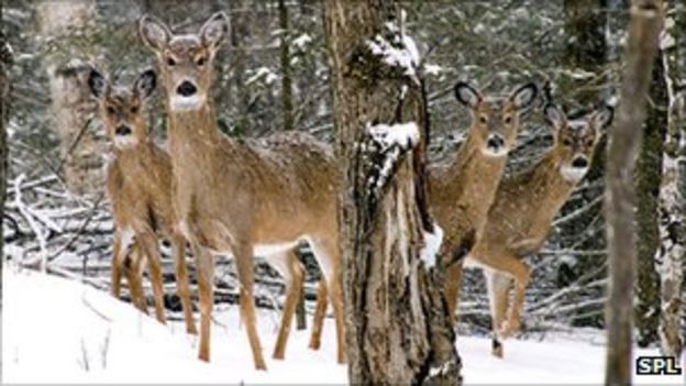 Deer 'pill' curbs aggressive mating - BBC News