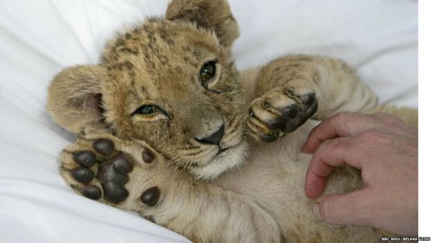 Pictures: Baby endangered animals - BBC Newsround