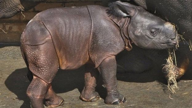 Pictures: Baby endangered animals - BBC Newsround