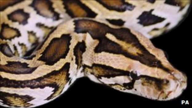 California man arrested for biting pet python twice - BBC News