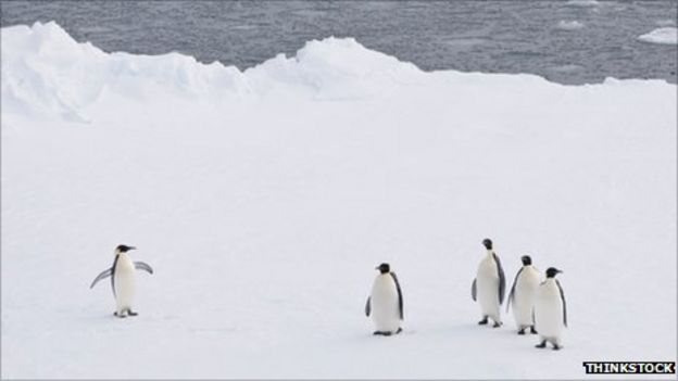 Who, what, why: How do you release animals back into the wild? - BBC News