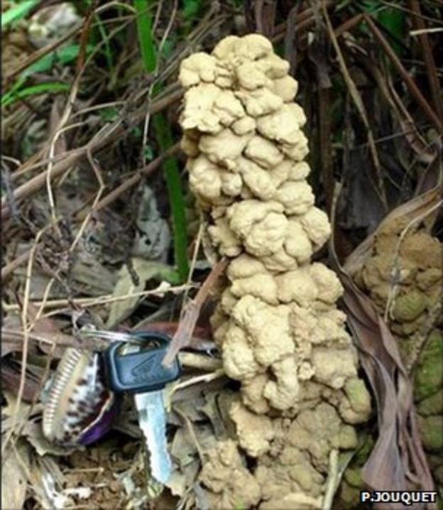 Alien worm invasion 'threat to forests' - BBC News