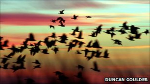 Migrating pink-footed geese arrive in Scotland - BBC News