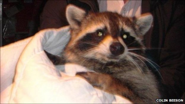 Raccoon caught in Hampshire conservatory nicknamed Bandit - BBC News