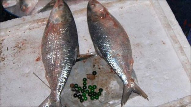 Hilsa: The fish that is being loved to death - BBC News